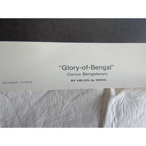 Art | Vintage Glory Bengal Shell Lithograph Print Helen De Werd United ...